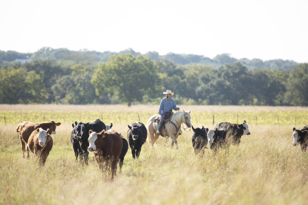 Applications open for 2024 TFB Young Farmer & Rancher contests - Texas ...