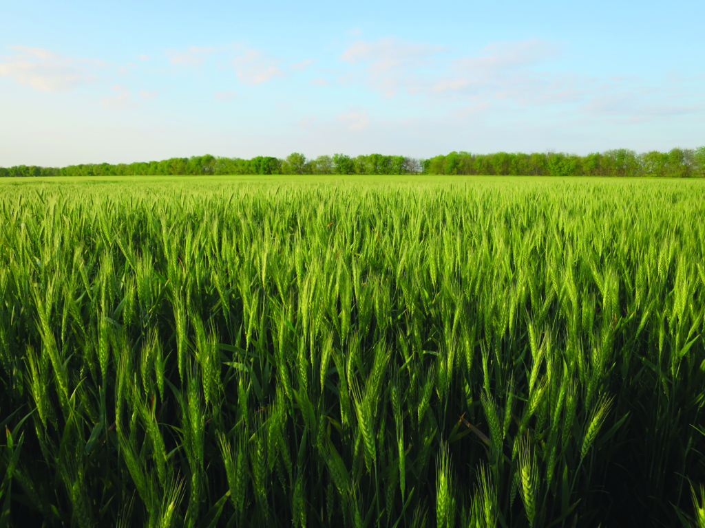 Texas wheat farmers face hard choices as drought deepens - Texas Farm ...
